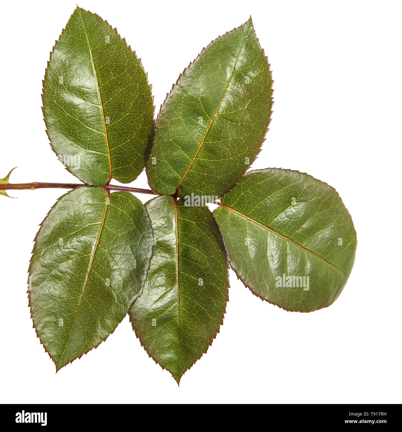 Green leaf of a rose bush. Isolated on white Stock Photo - Alamy