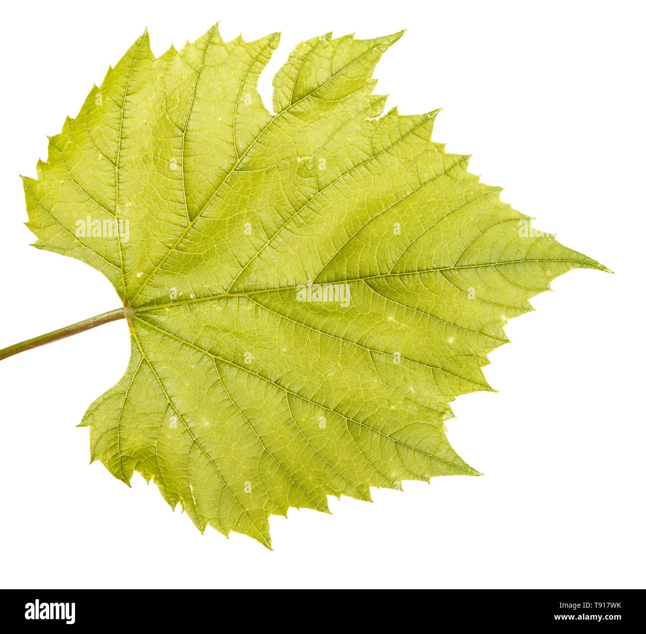 Young grape leaf. Isolated on white Stock Photo - Alamy