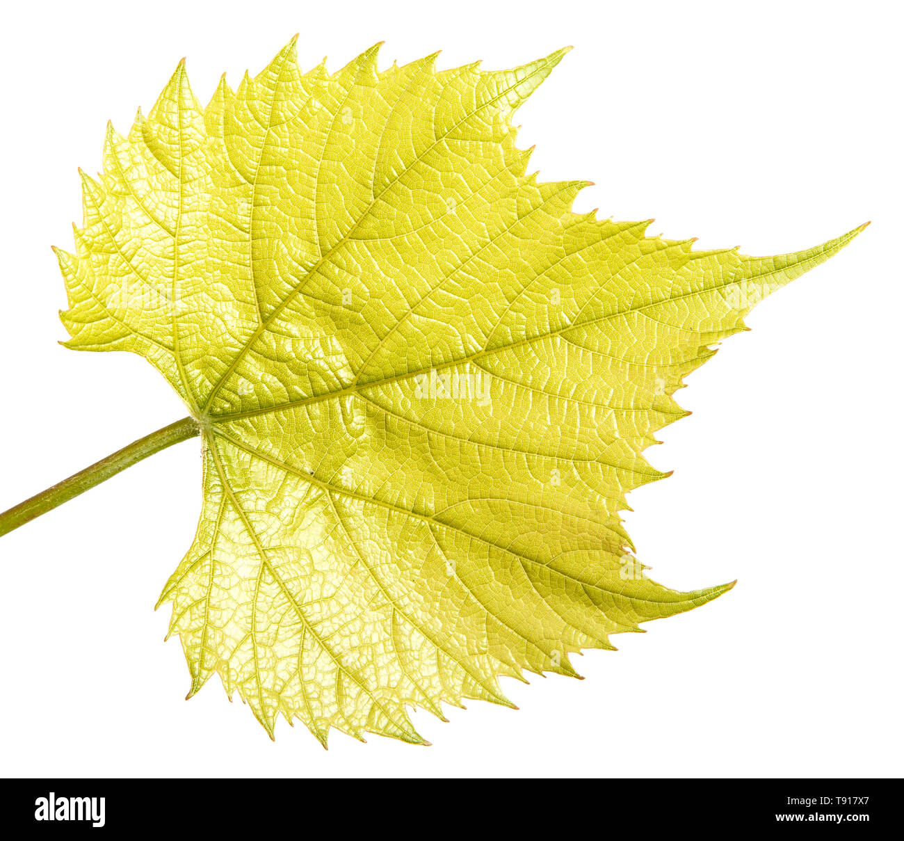 Young grape leaf. Isolated on white Stock Photo - Alamy