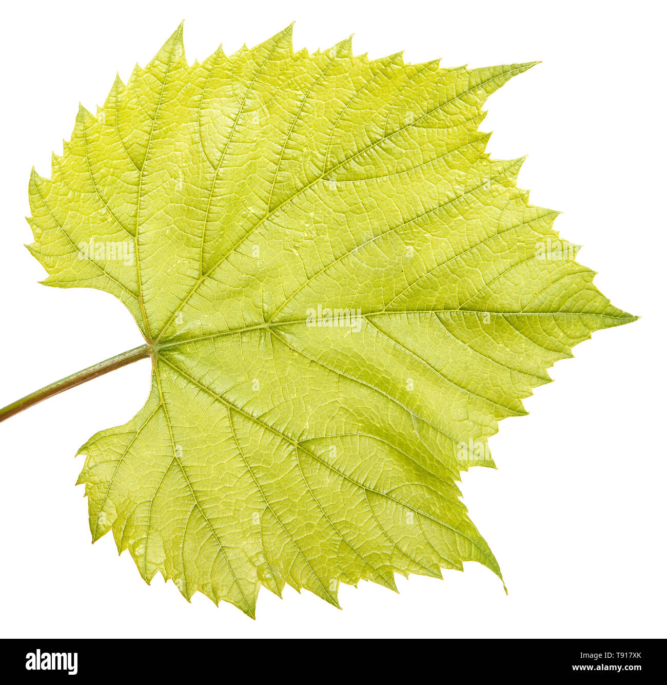 Young grape leaf hi-res stock photography and images - Alamy