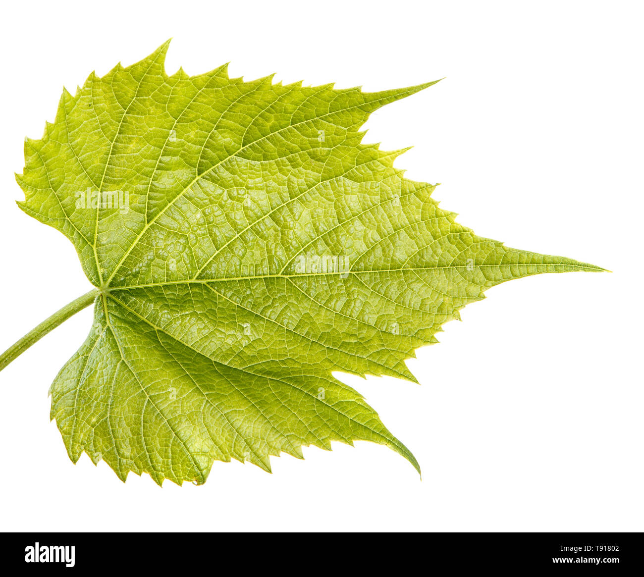 Young grape leaf. Isolated on white Stock Photo - Alamy