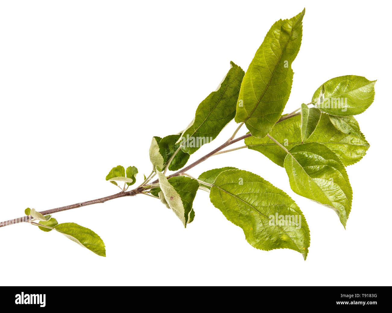 Green apple tree leaves hi-res stock photography and images - Alamy