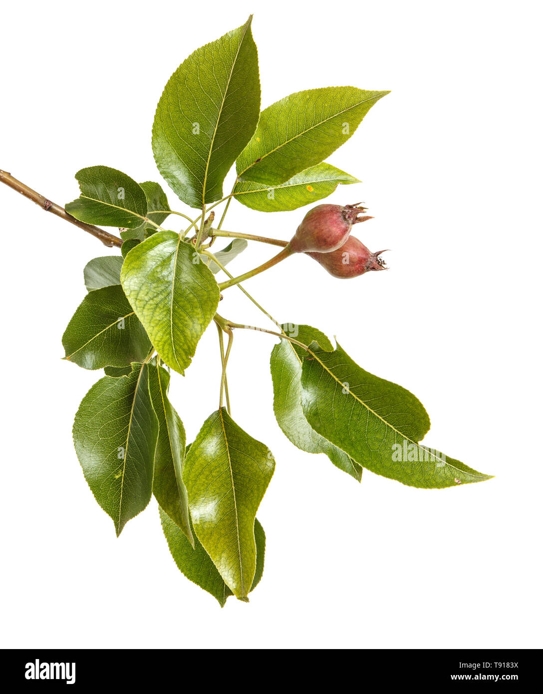 Grash hi-res stock photography and images - Alamy