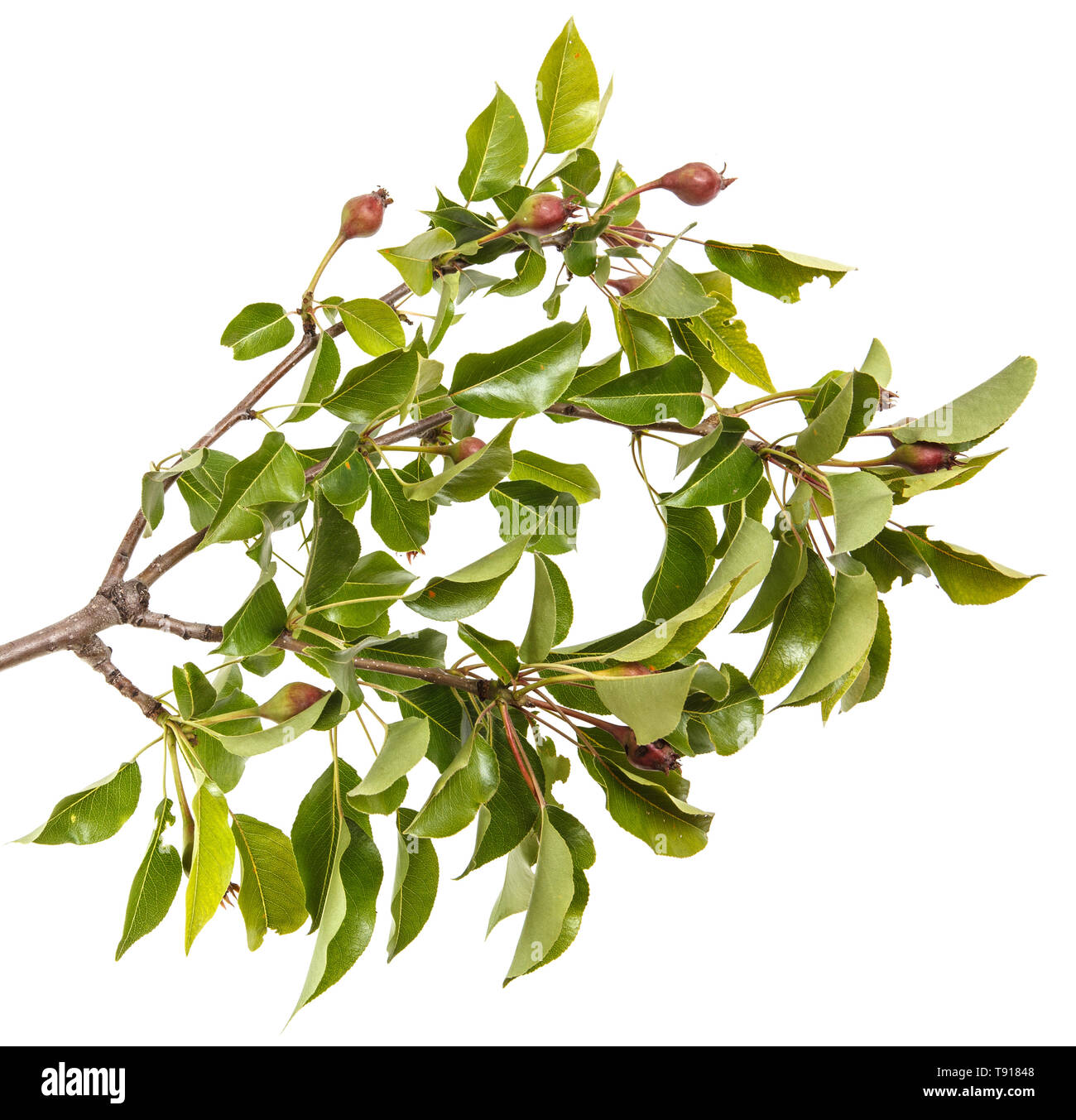 Branch of a grash tree with unripe fruit. Isolated on white Stock Photo ...