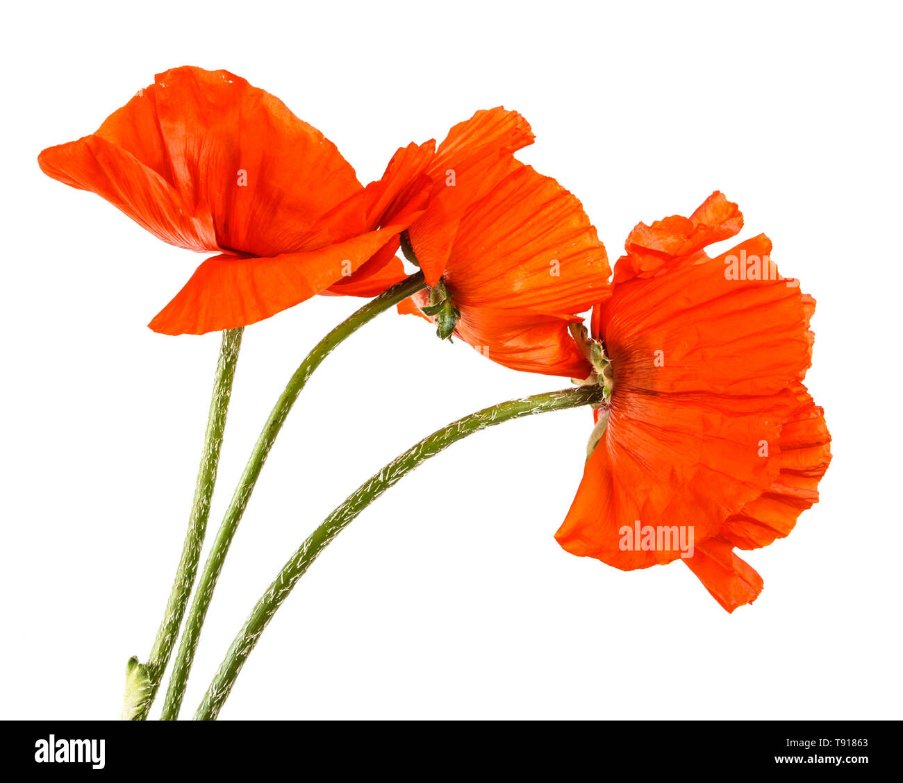 Orange stem hi-res stock photography and images - Alamy