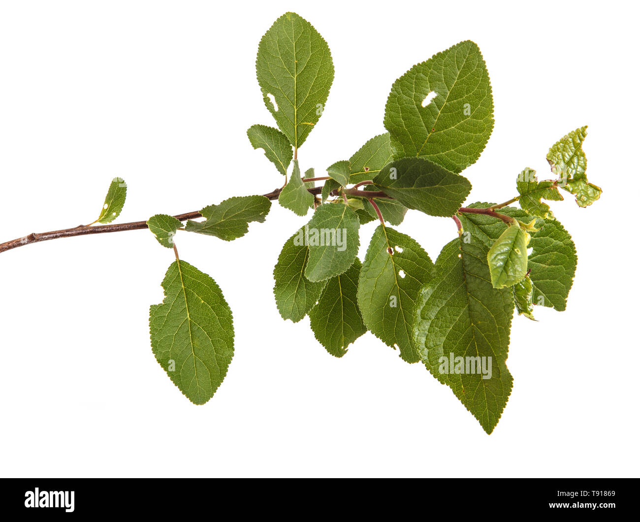 Plum tree summer leaves hi-res stock photography and images - Alamy