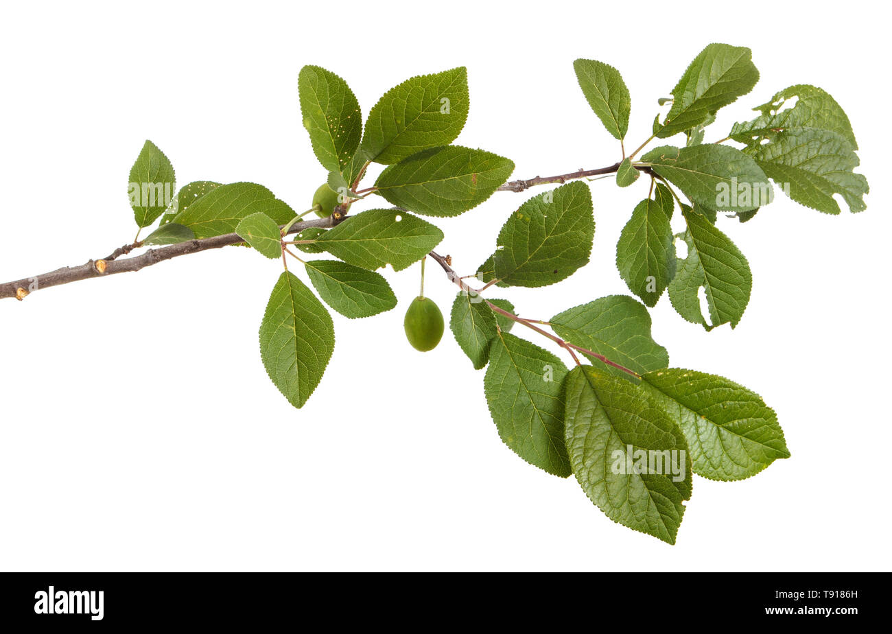Plum tree summer leaves hi-res stock photography and images - Alamy