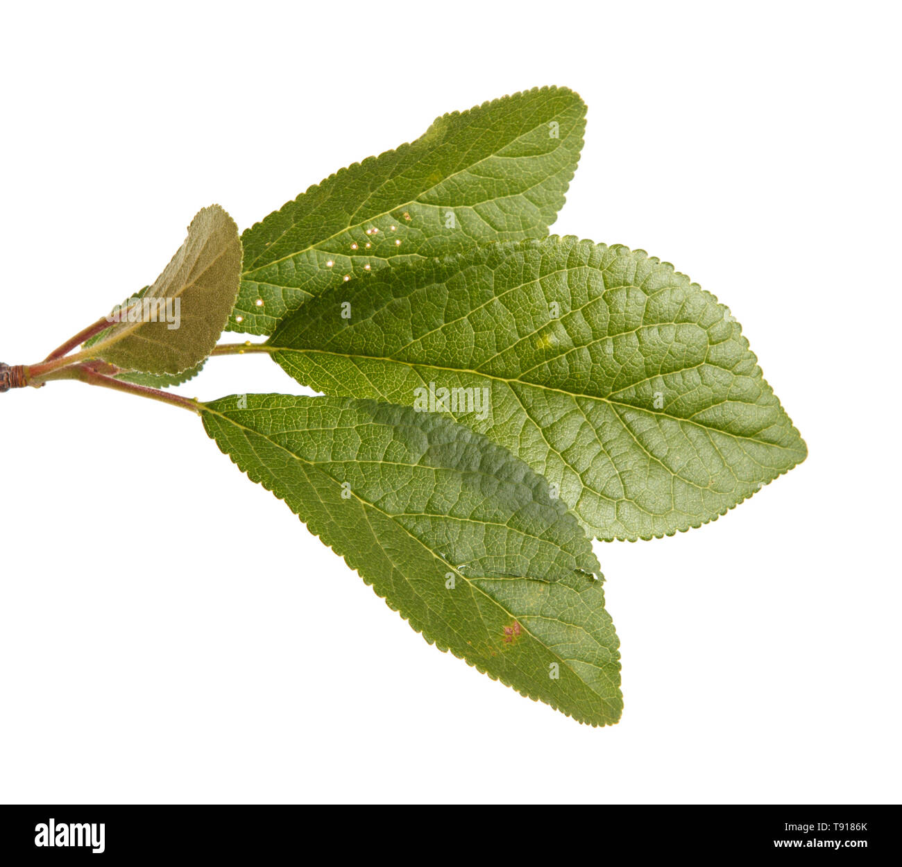 Plum tree summer leaves hi-res stock photography and images - Alamy