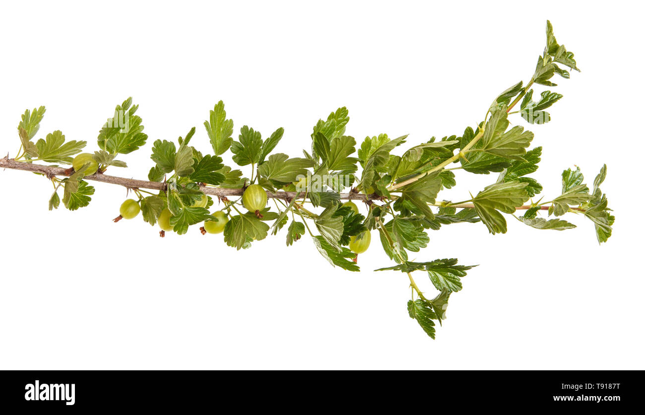 Branch of a bush Cut Out Stock Images & Pictures - Alamy