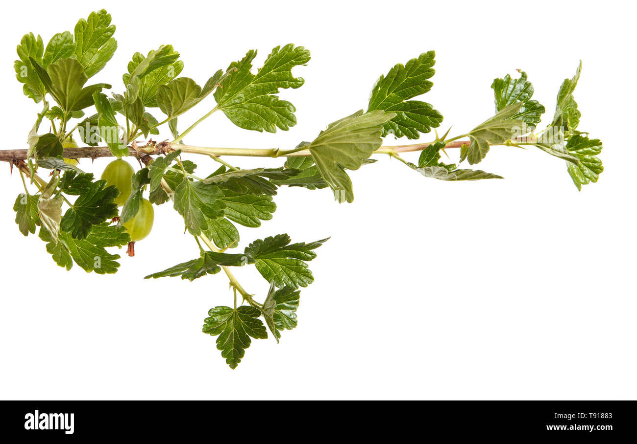 Branch of a bush Cut Out Stock Images & Pictures - Alamy