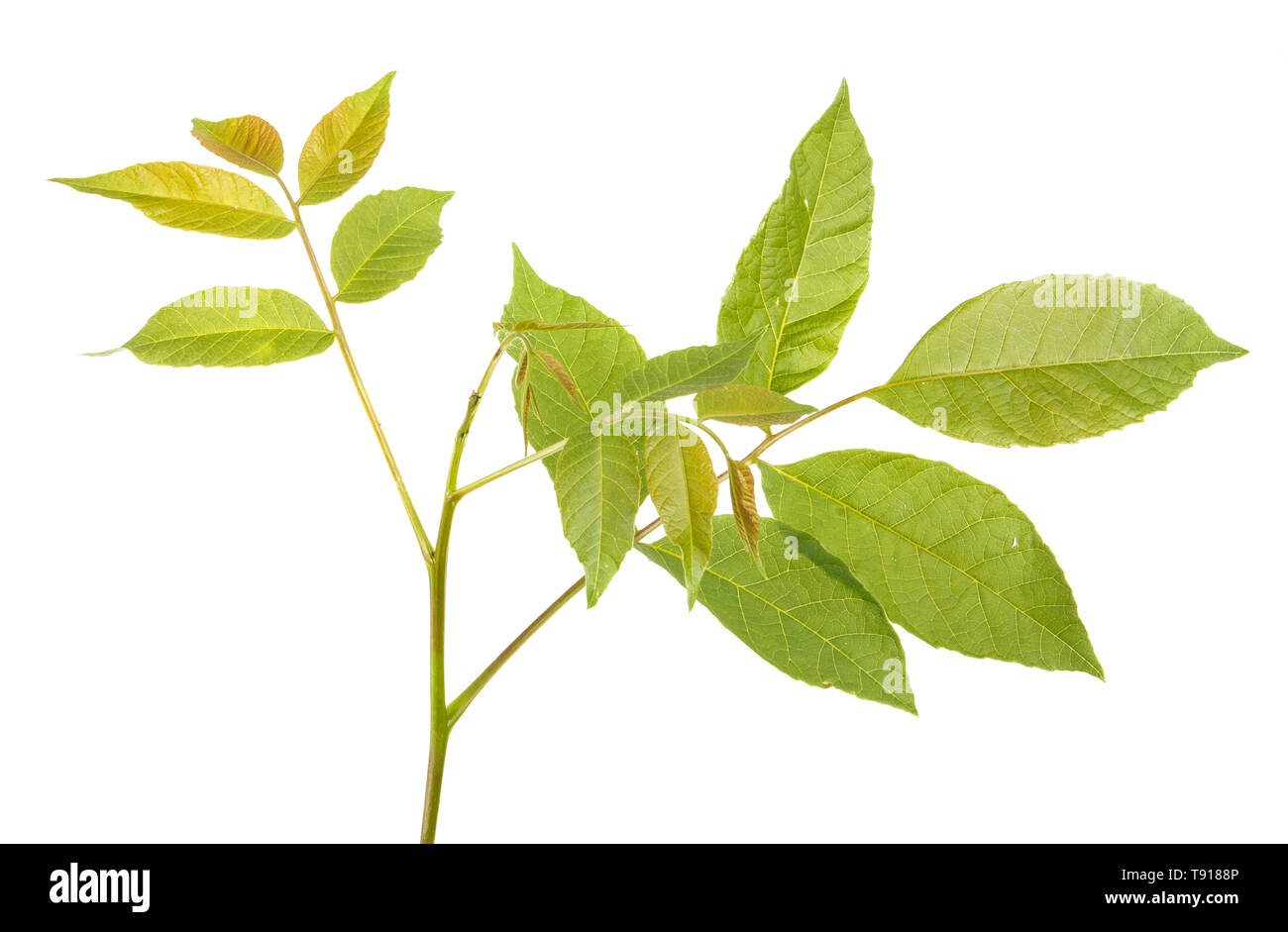 A branch of a walnut tree. Isolated on white Stock Photo - Alamy