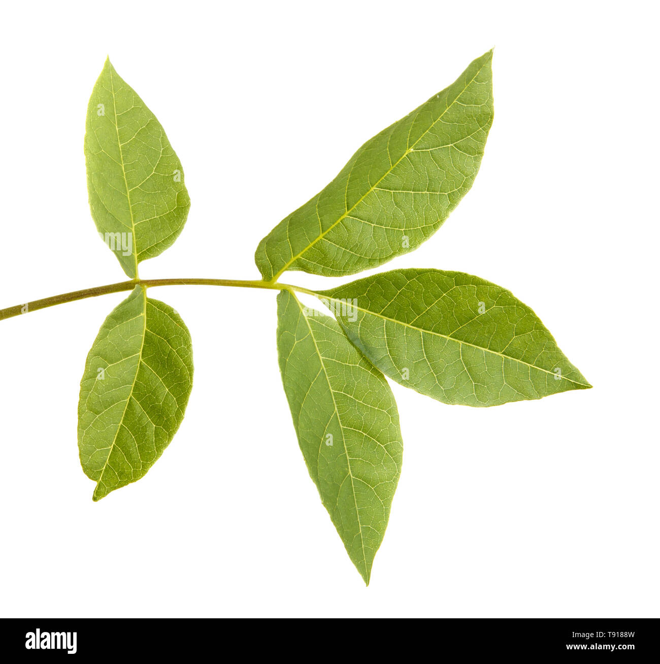 A branch of a walnut tree. Isolated on white Stock Photo - Alamy