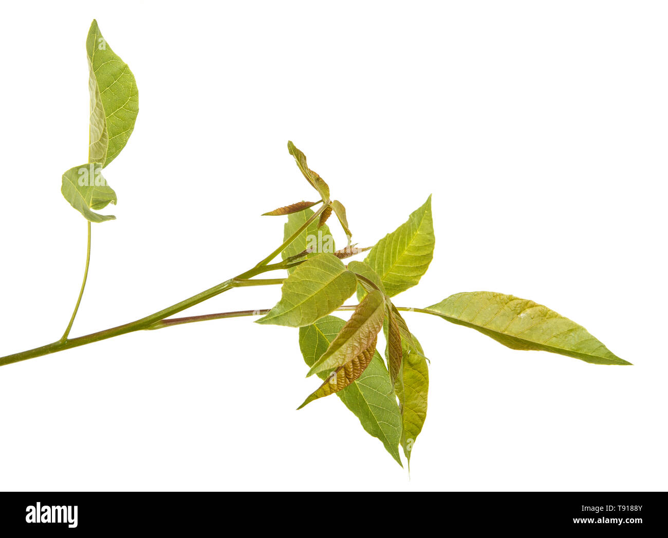 A branch of a walnut tree. Isolated on white Stock Photo - Alamy