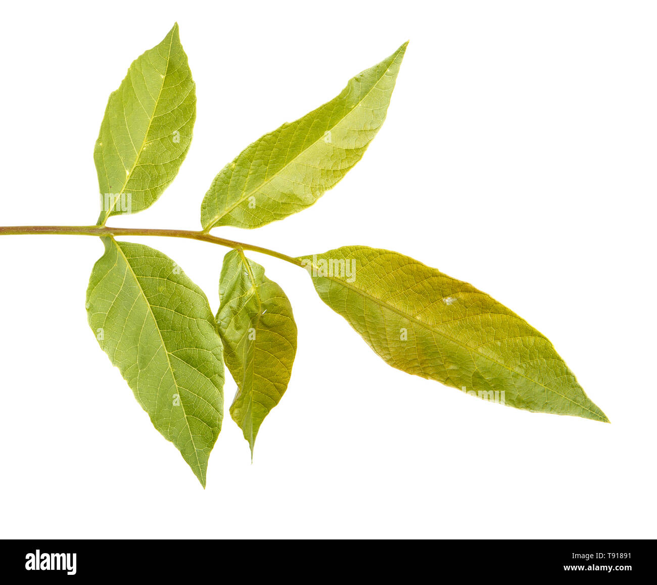 White walnut tree hi-res stock photography and images - Alamy