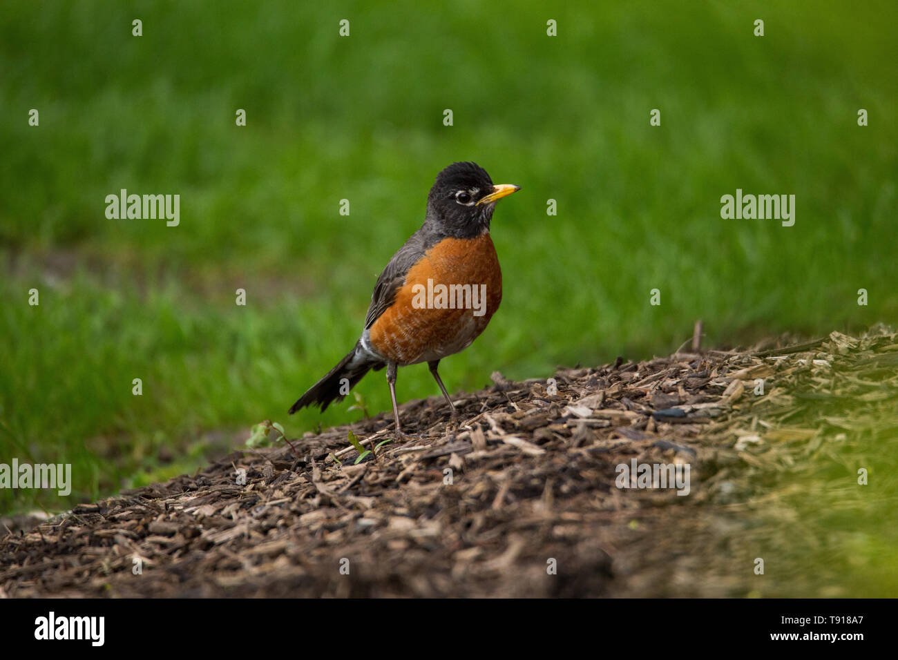 American robin in spring hi-res stock photography and images - Alamy