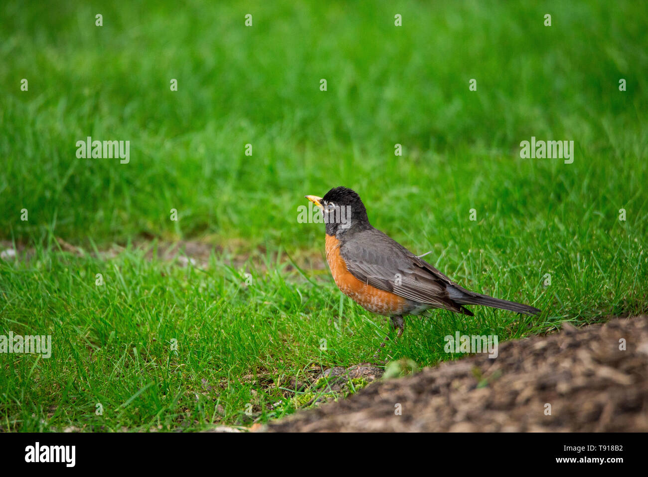 Robin gray hi-res stock photography and images - Alamy