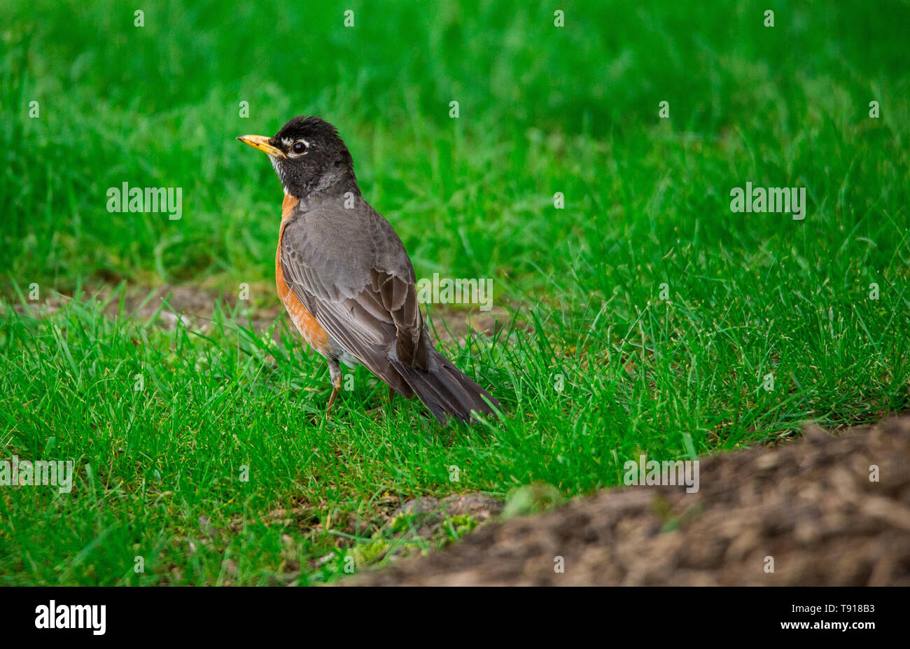 Robin gray hi-res stock photography and images - Alamy