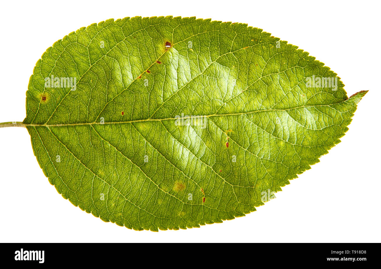 Leaf with apple tree. Isolated on white Stock Photo - Alamy