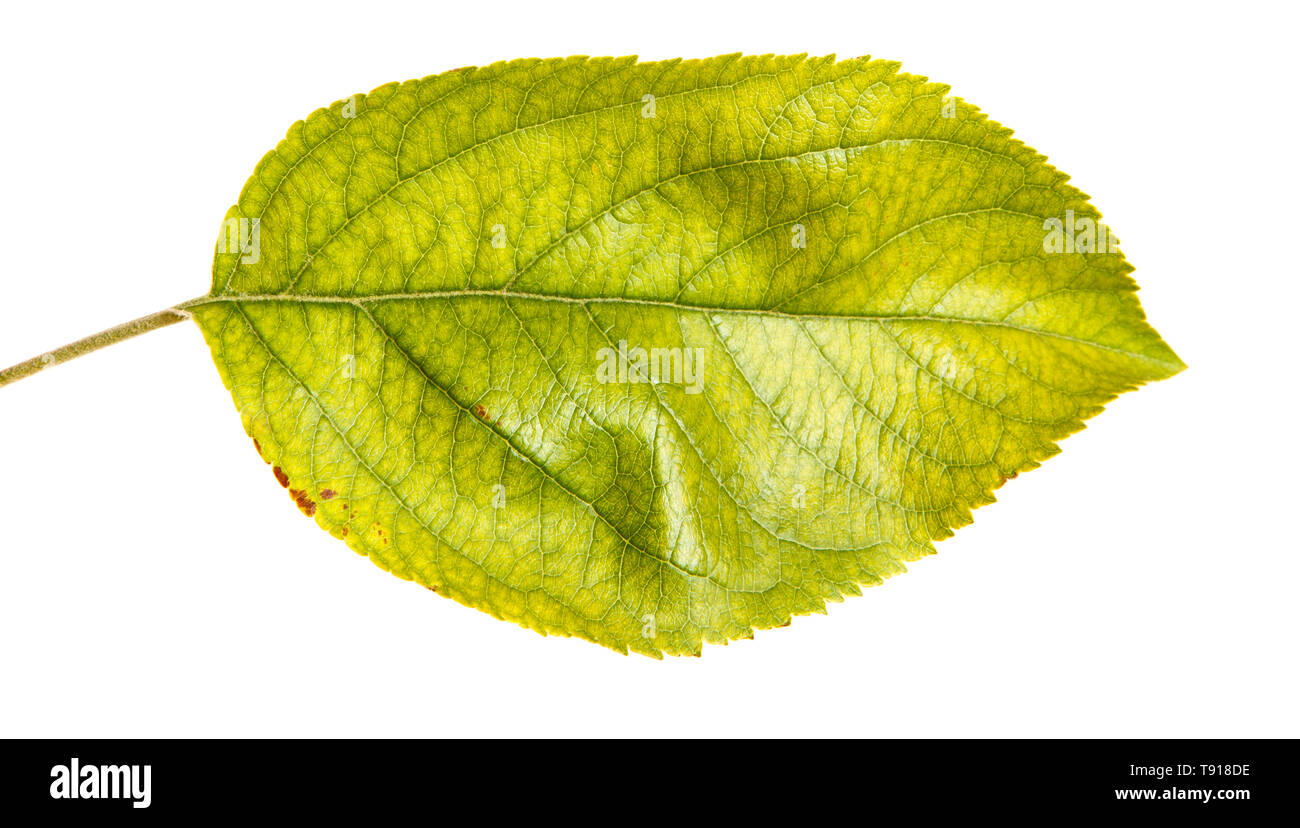 Leaf with apple tree. Isolated on white Stock Photo - Alamy