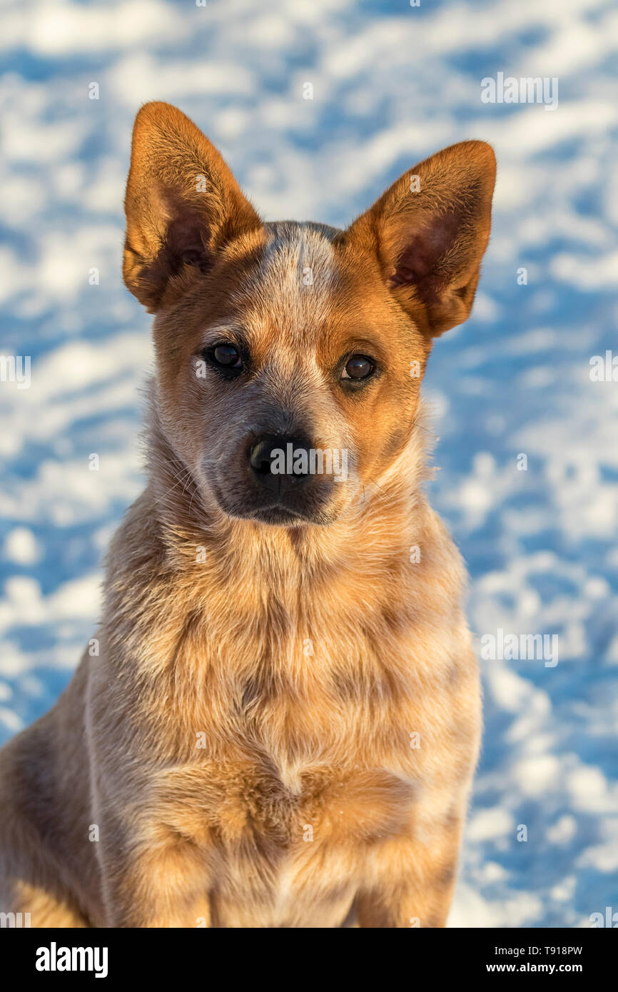 Red Heeler High Resolution Stock Photography and Images - Alamy