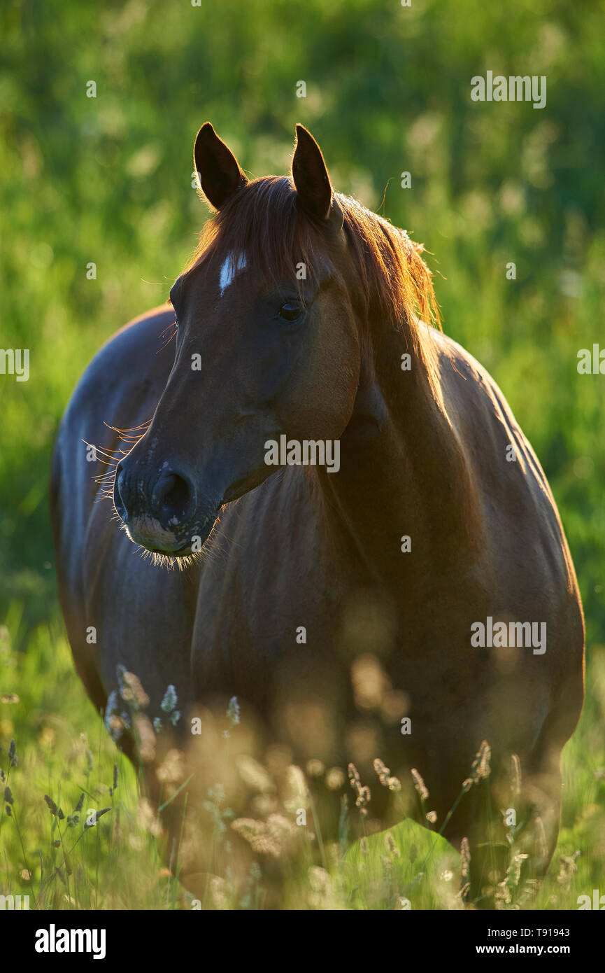 Backlit horse hi-res stock photography and images - Alamy