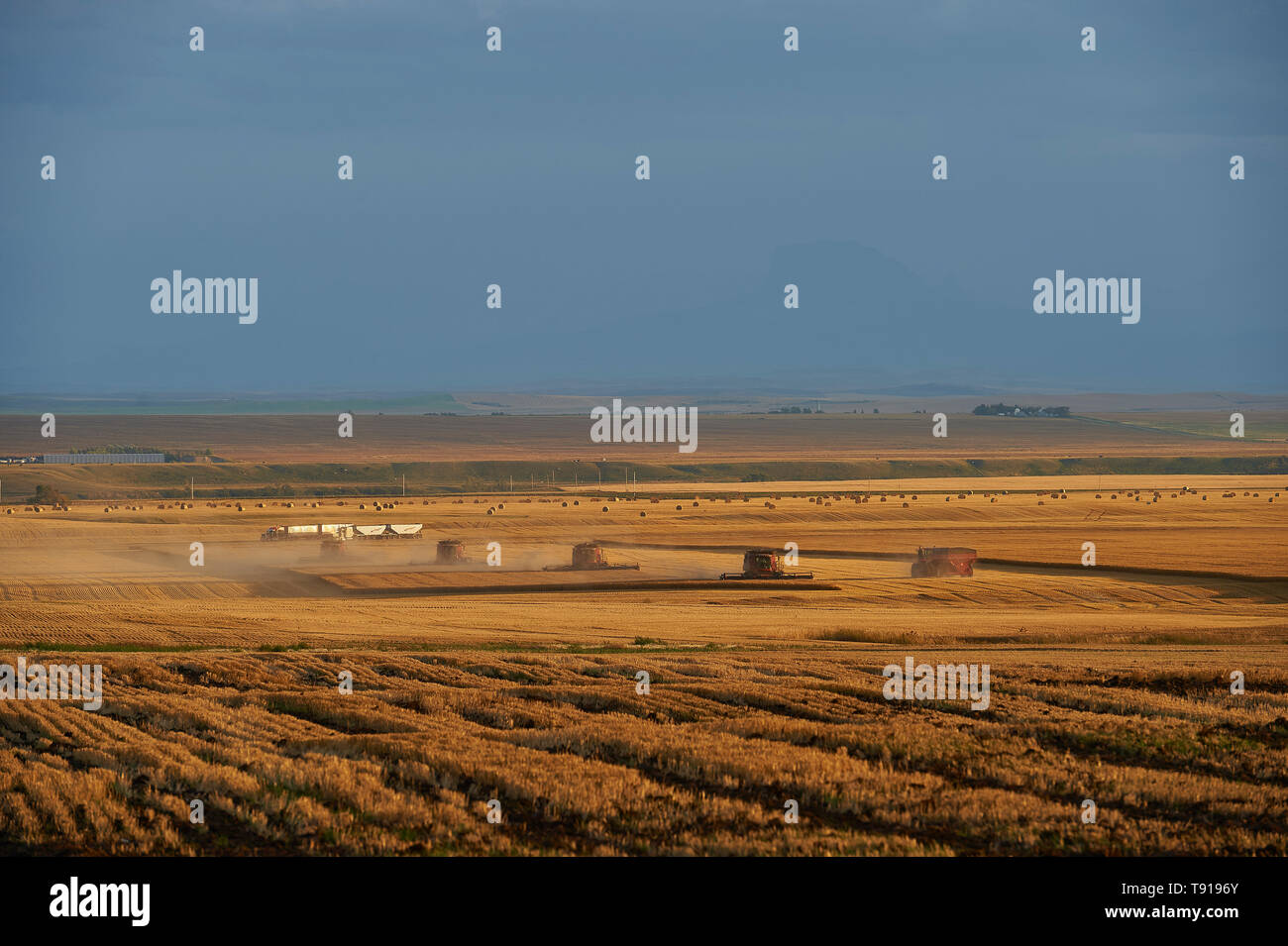 fall grain harvest, straw bails, Southern Alberta looking south towards ...