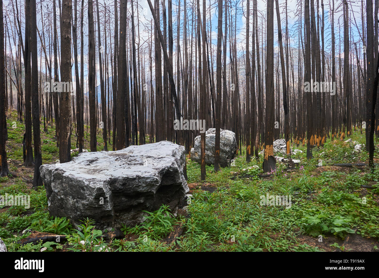 forest fire burn, Kenow fire, Waterton Lakes National Park, Alberta ...