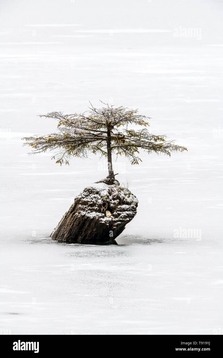 Tree port hi-res stock photography and images - Alamy