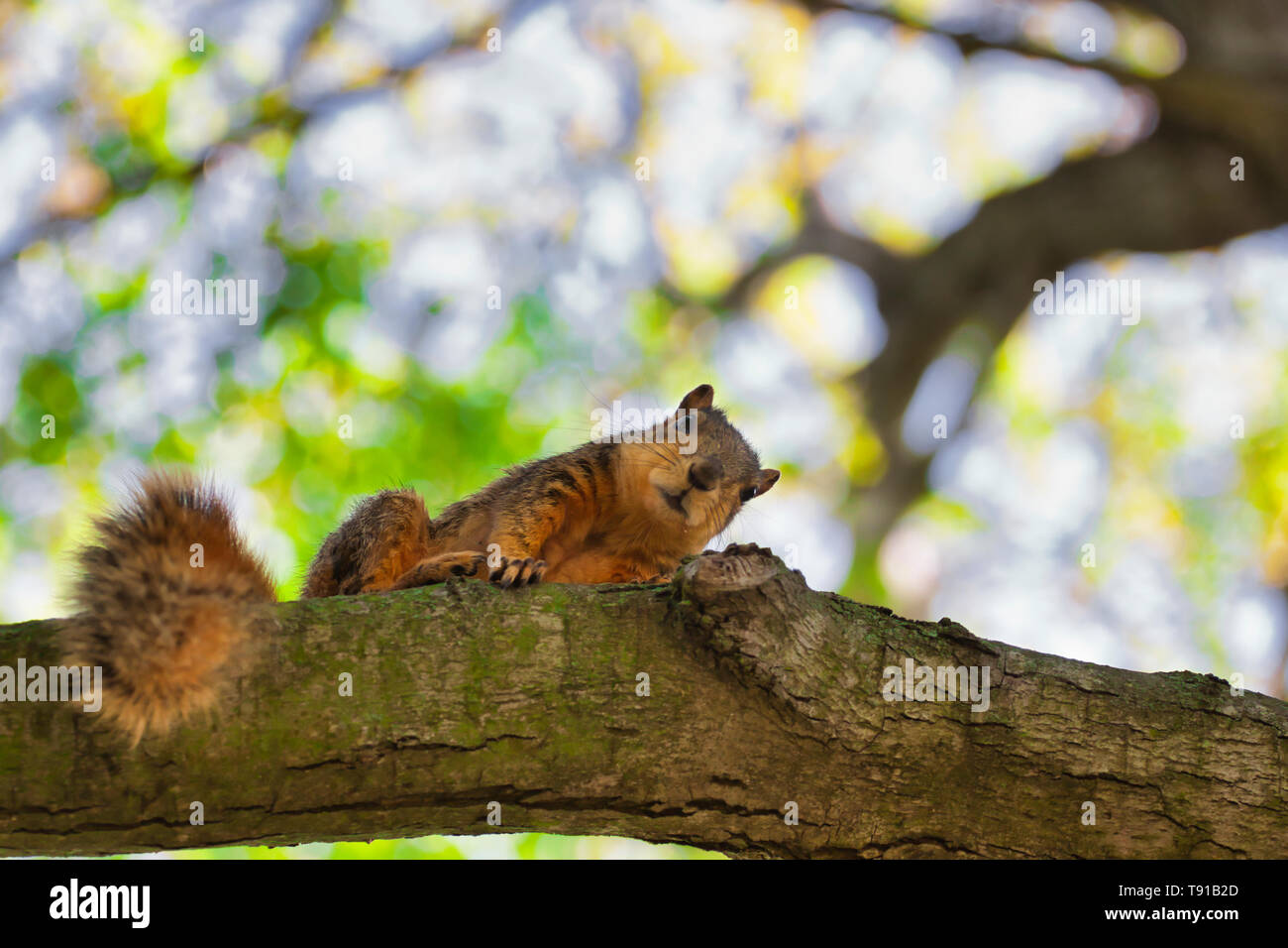 Squirrel on a branch, looking down Stock Photo - Alamy