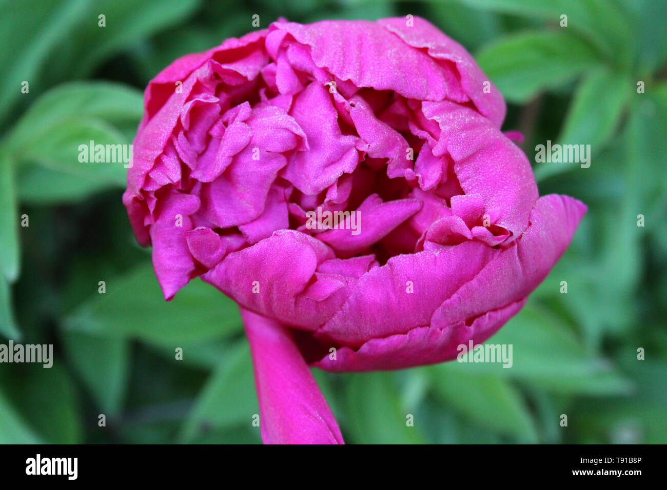 Unfolding petals hi-res stock photography and images - Alamy