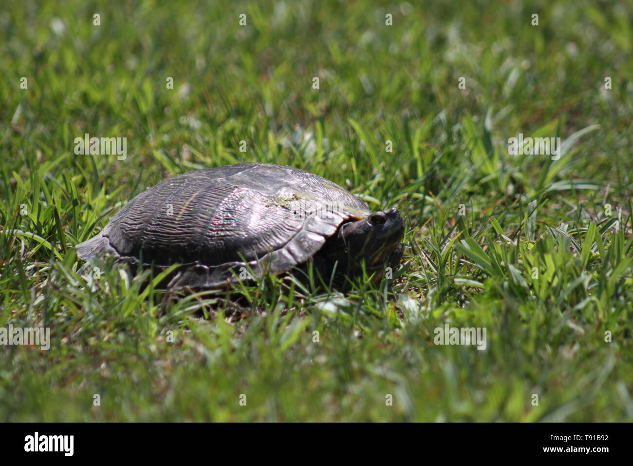 Illinois turtle hi-res stock photography and images - Alamy