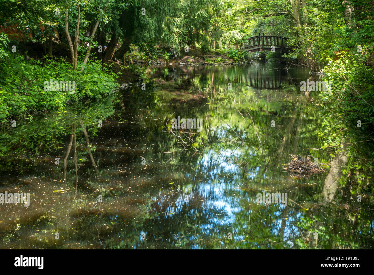 arched wooden bridge over ornamental garden pond, beautiful Stock Photo ...