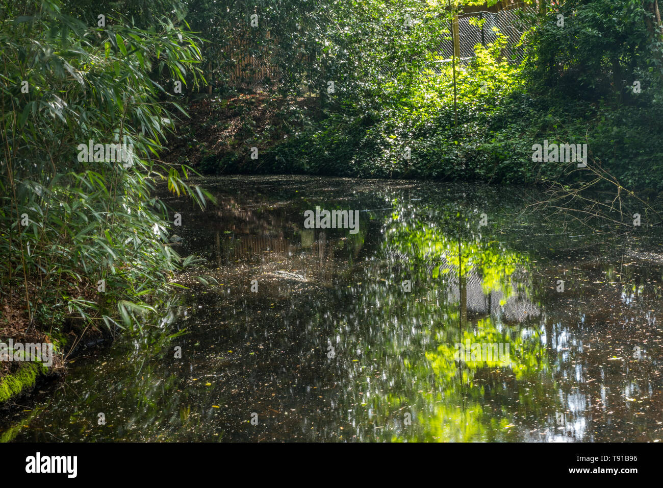 Beautiful and shady natural ponds, natural concept Stock Photo - Alamy