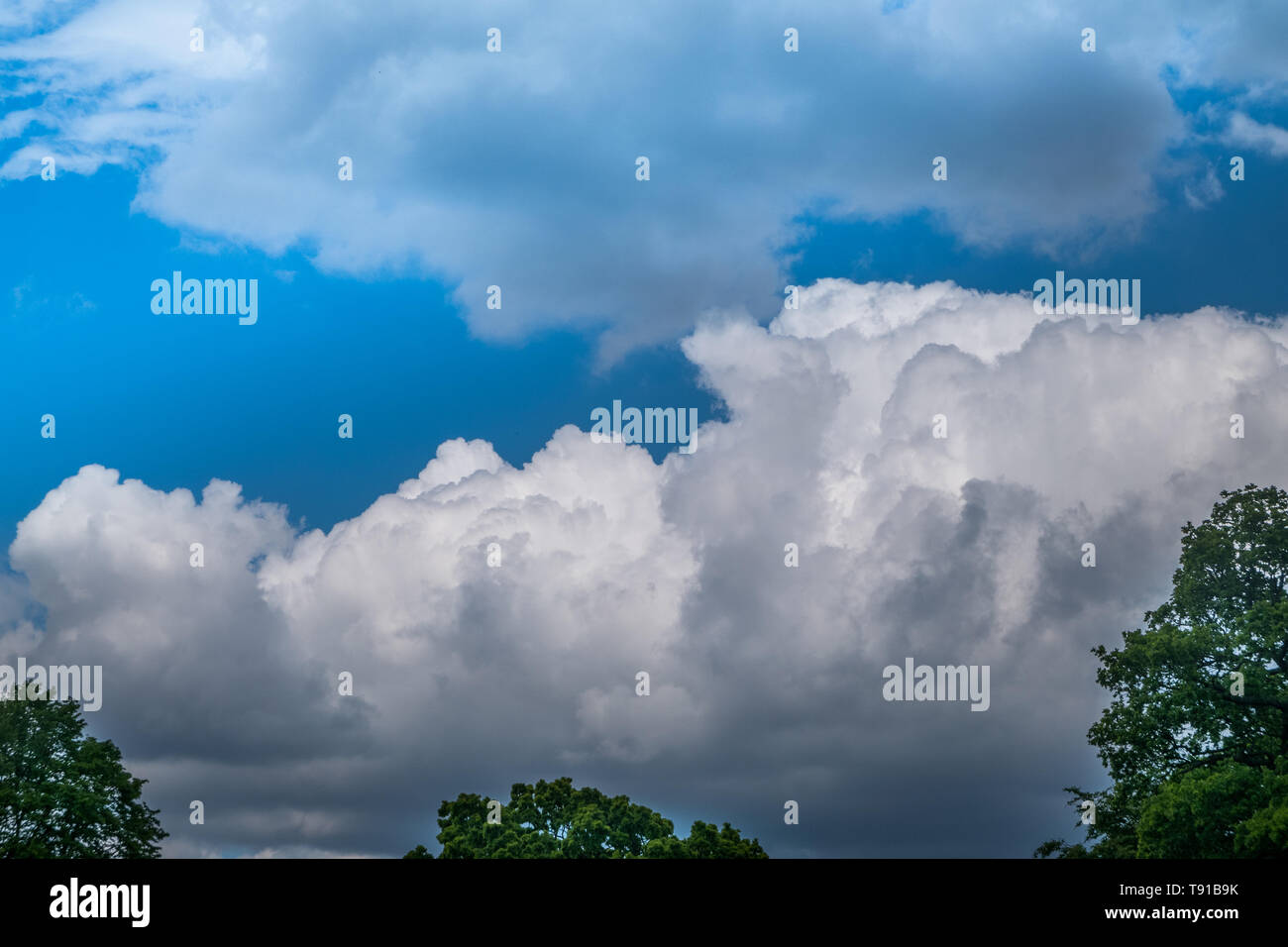 Tree with the backdrop of a beautiful blue sky with a cloudy cloud ...