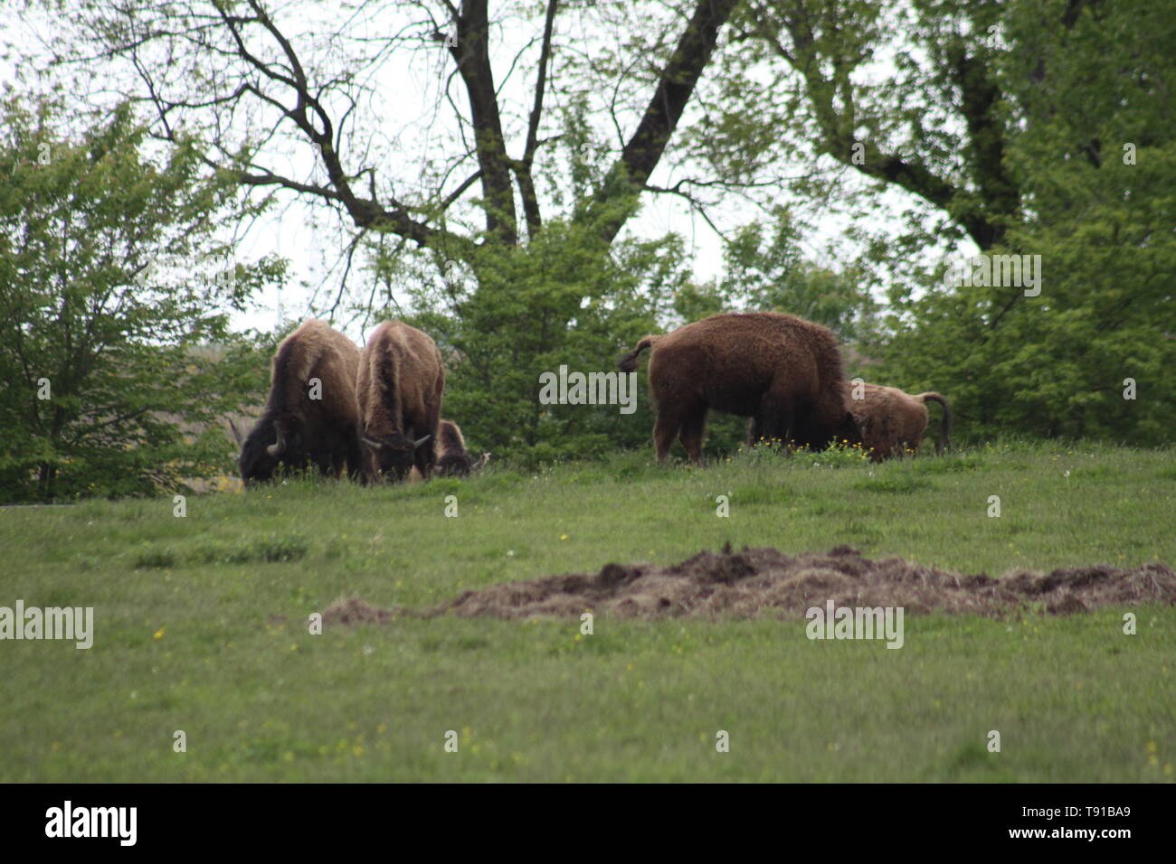 Native American Cattle Stock Photo - Alamy