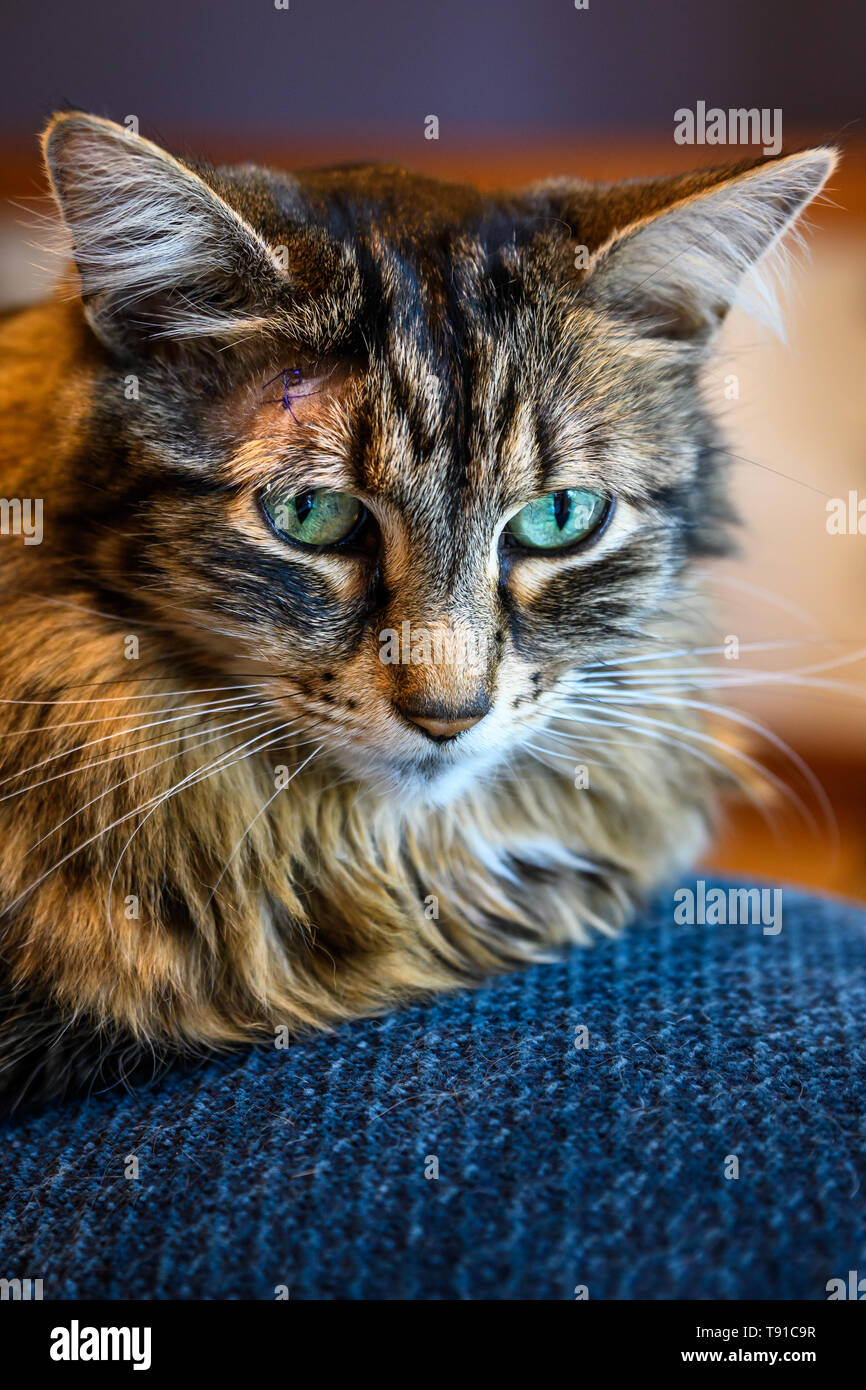Pet domestic tabby cat with purple stitches on head Stock Photo - Alamy