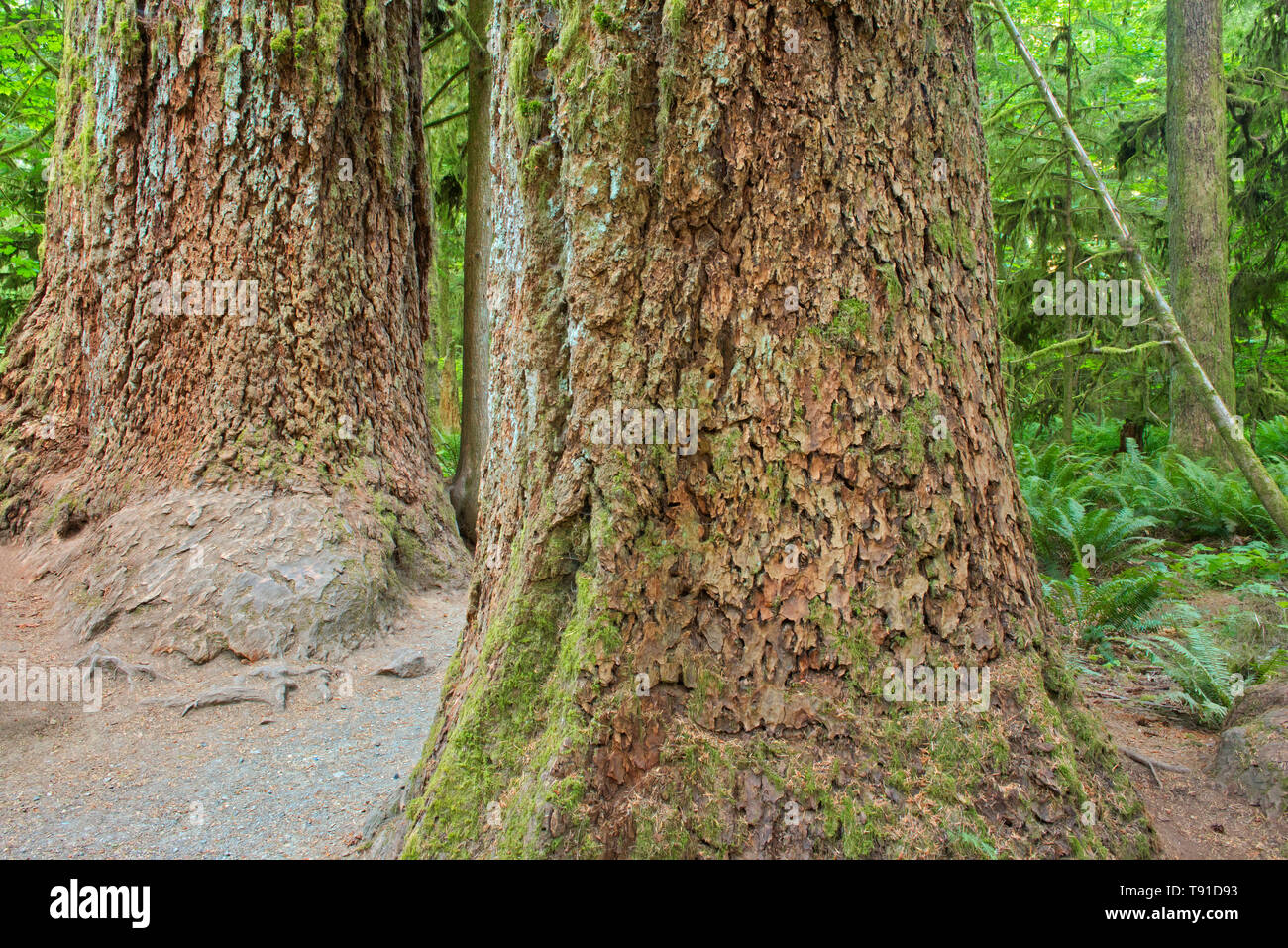 Old growth temperate rain forest in Cathedral Grove. McMillan ...