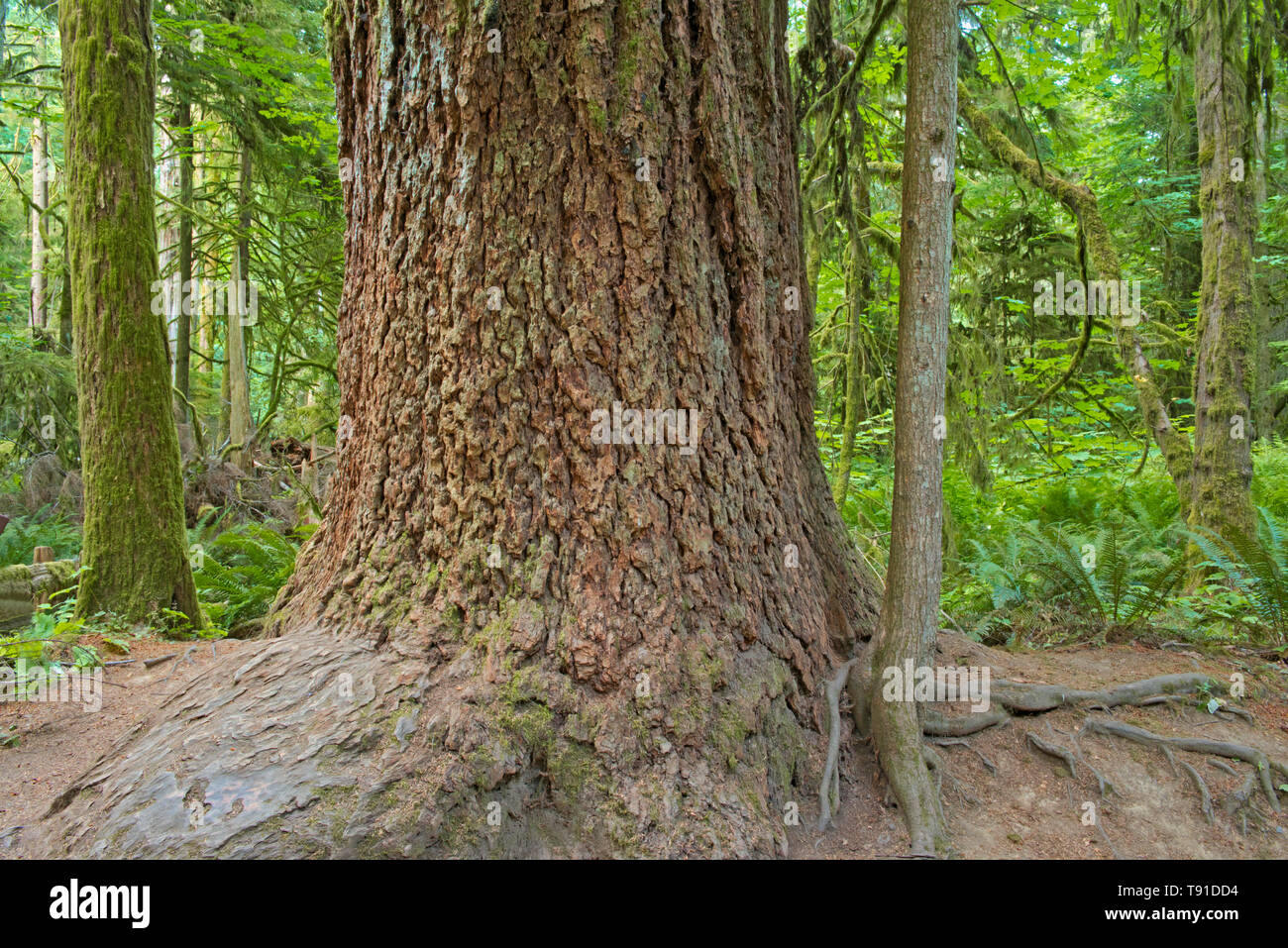 Old growth temperate rain forest in Cathedral Grove. McMillan ...