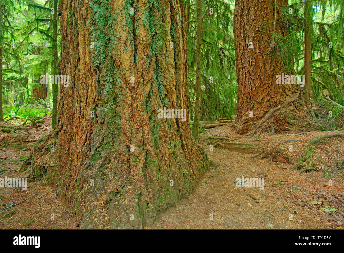 Old growth temperate rain forest in Cathedral Grove. McMillan ...