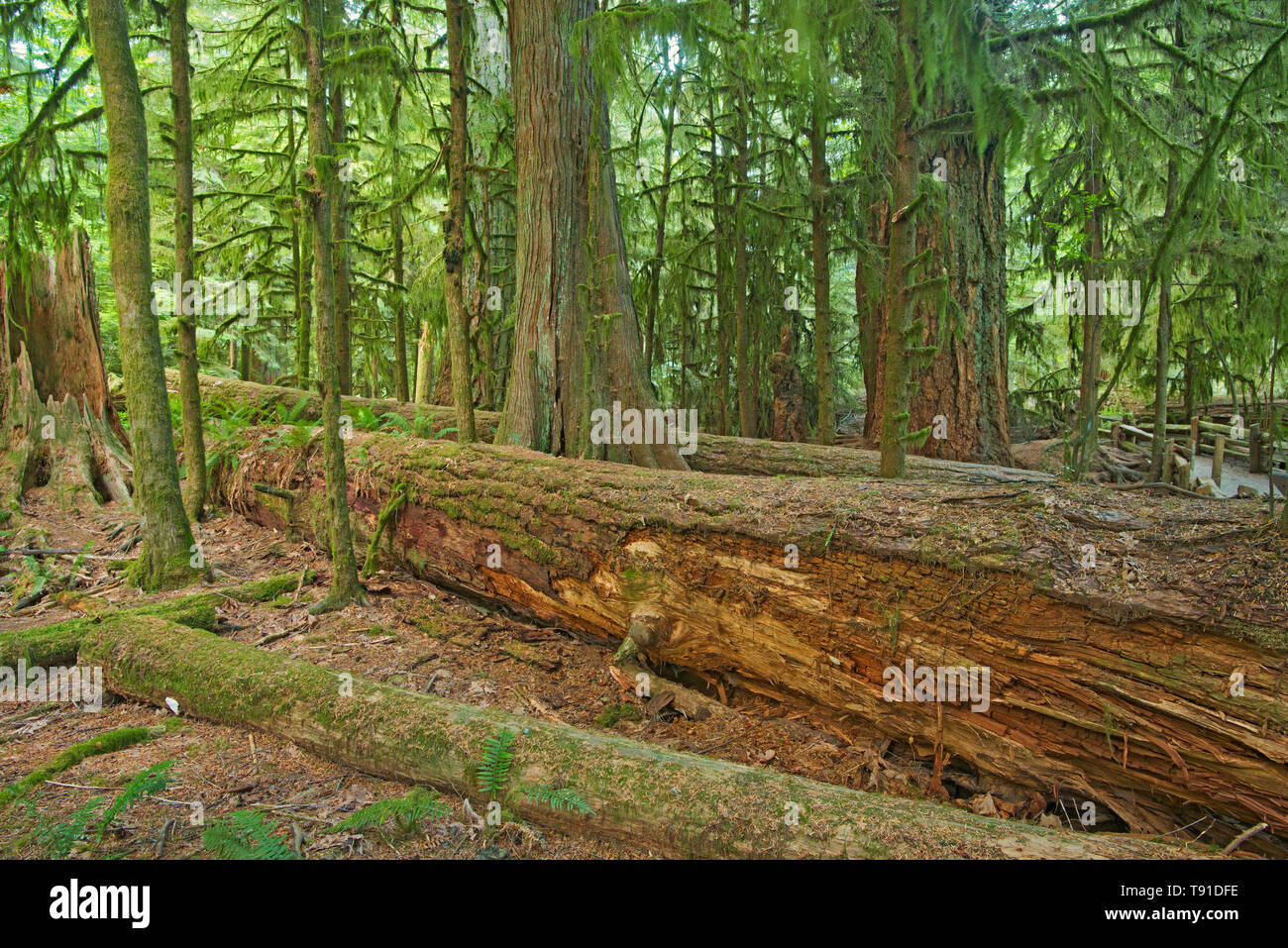 Rain forest british columbia canada cathedral grove old growth forest ...