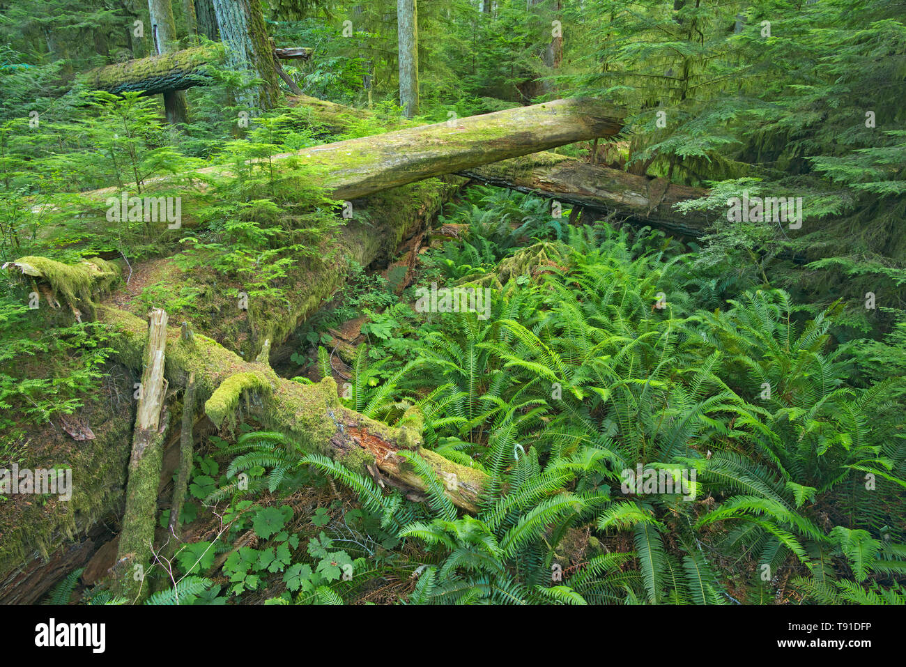 Old growth temperate rain forest in Cathedral Grove. McMillan ...