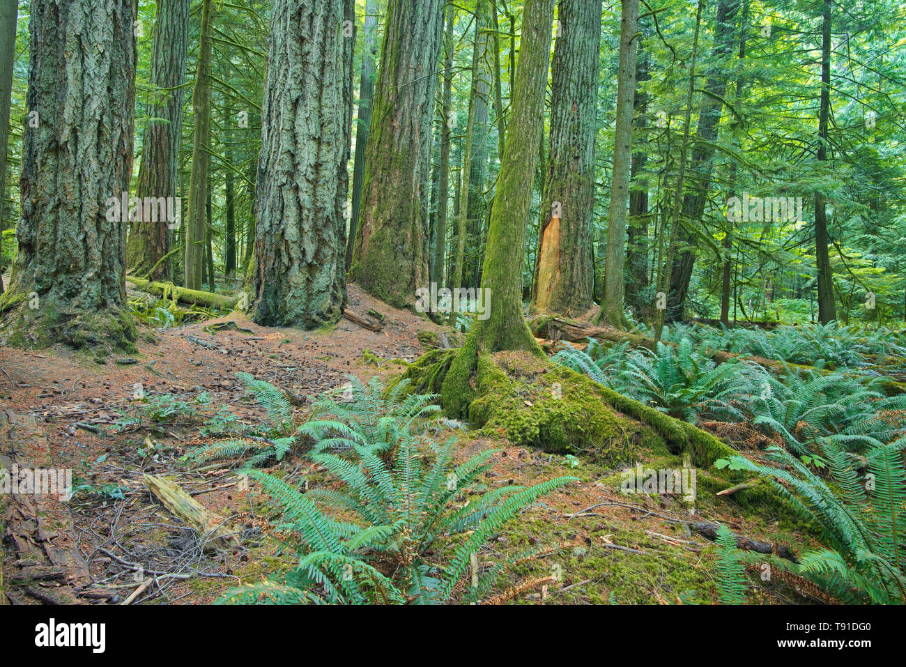 Old growth temperate rain forest in Cathedral Grove. McMillan ...