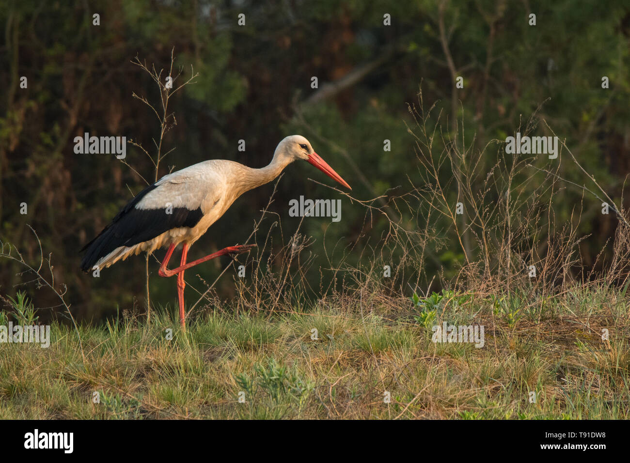 Stork nest ukraine hi-res stock photography and images - Alamy