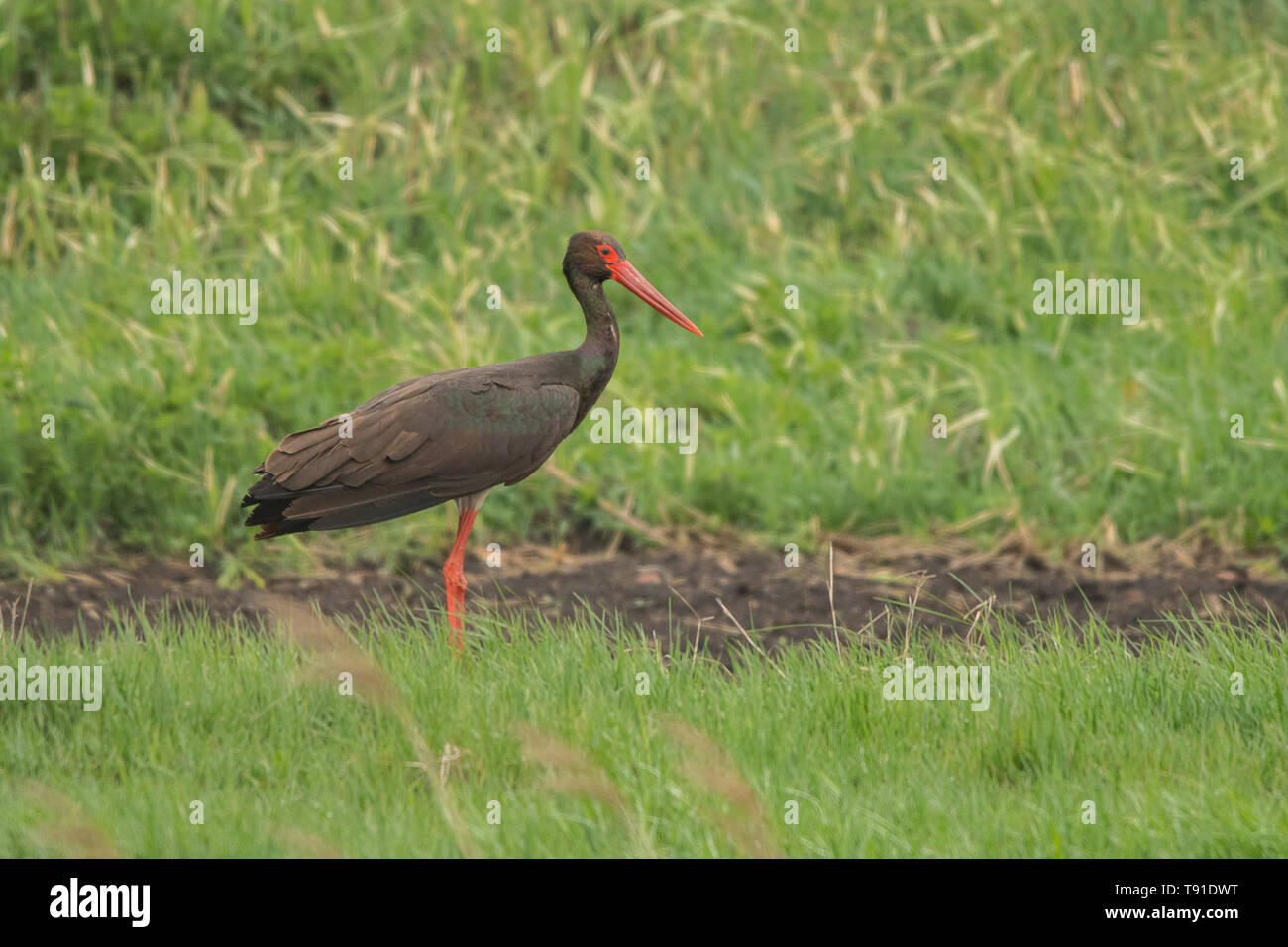 Black stork ukraine hi-res stock photography and images - Alamy