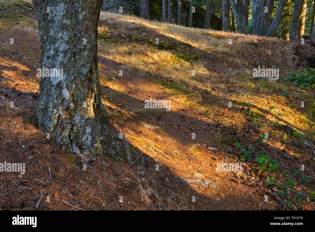 Forests british columbia hi-res stock photography and images - Alamy