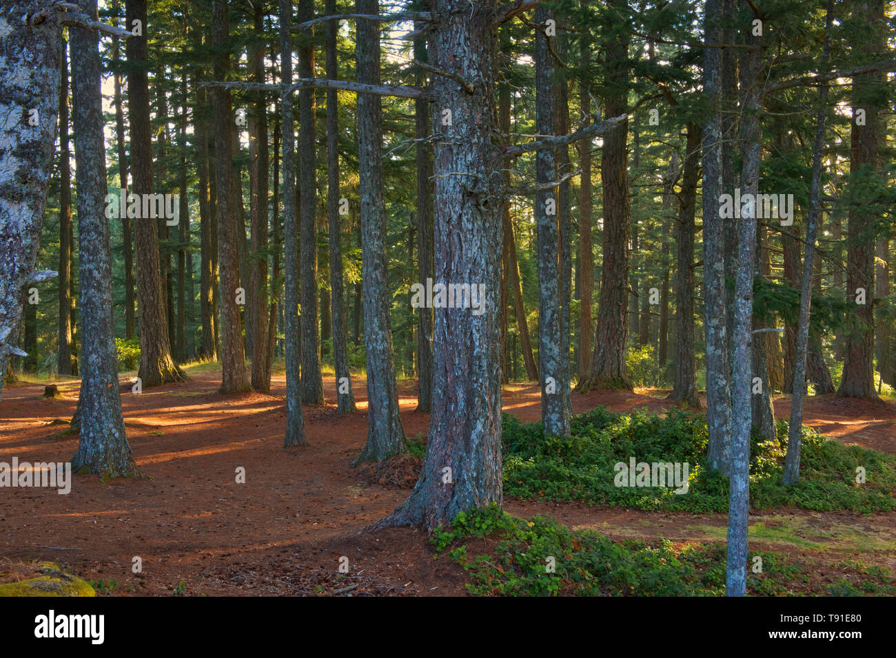 Forests british columbia hi-res stock photography and images - Alamy