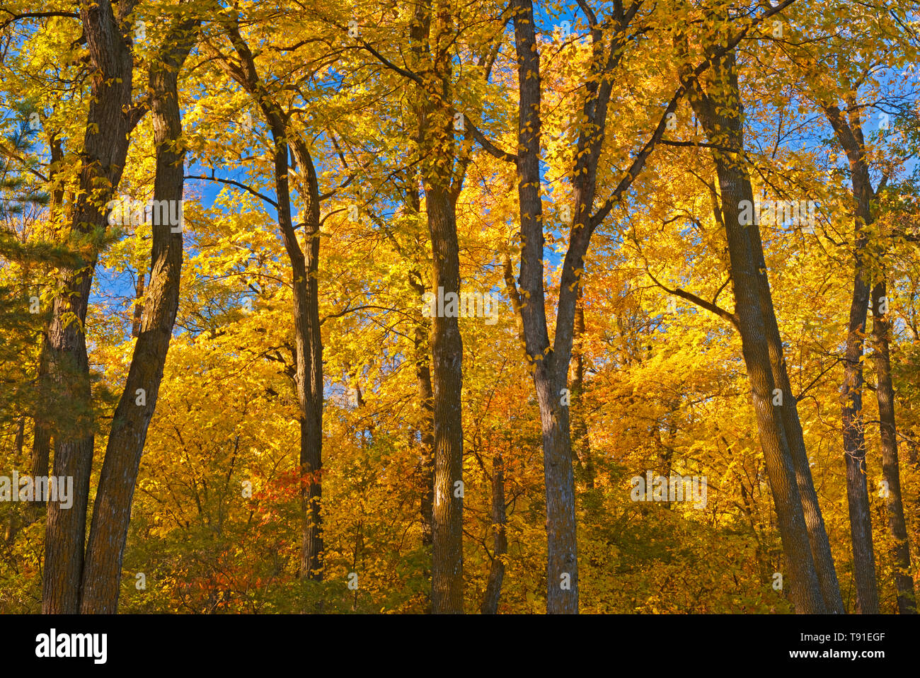 St vital winnipeg hi-res stock photography and images - Alamy