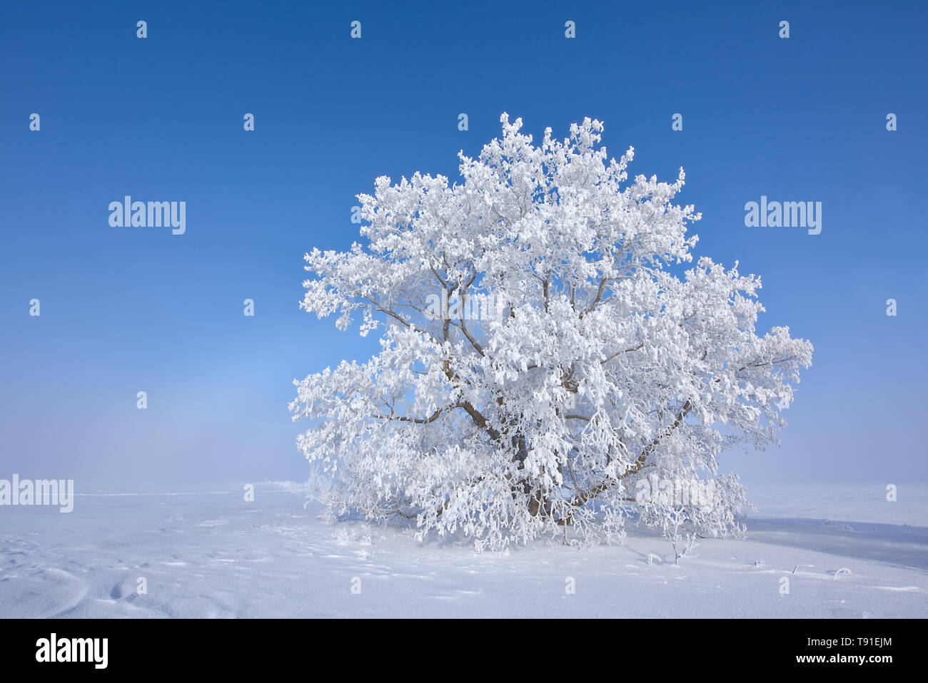 Manitoba maple hi-res stock photography and images - Alamy