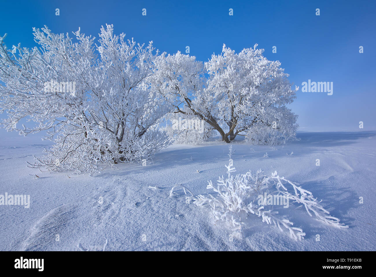 Manitoba maple hi-res stock photography and images - Alamy