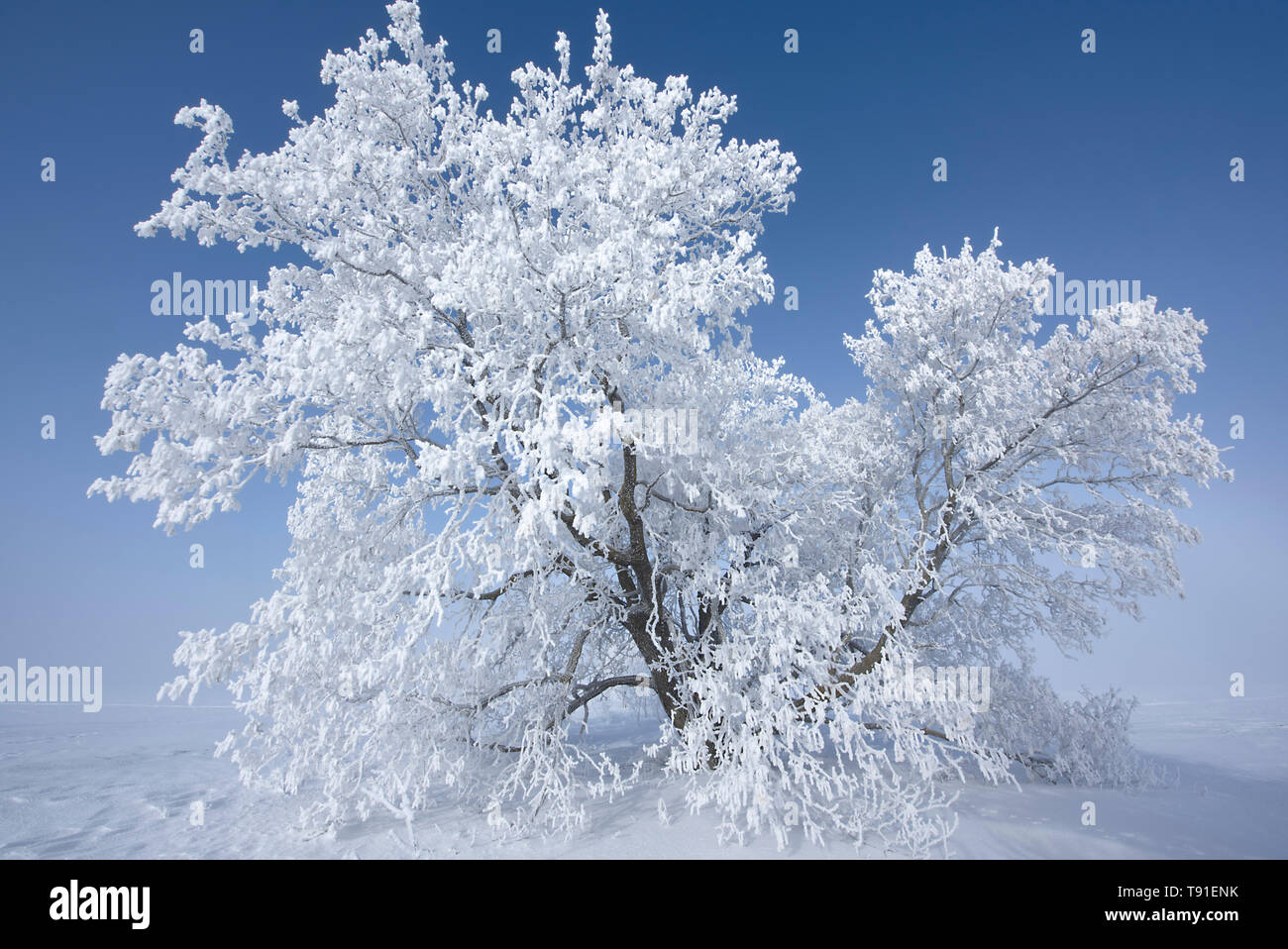 Manitoba maple hi-res stock photography and images - Alamy